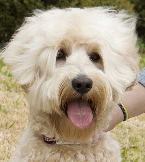 LEGENDARY LABRADOODLES-Birdie-Female Labradoodle