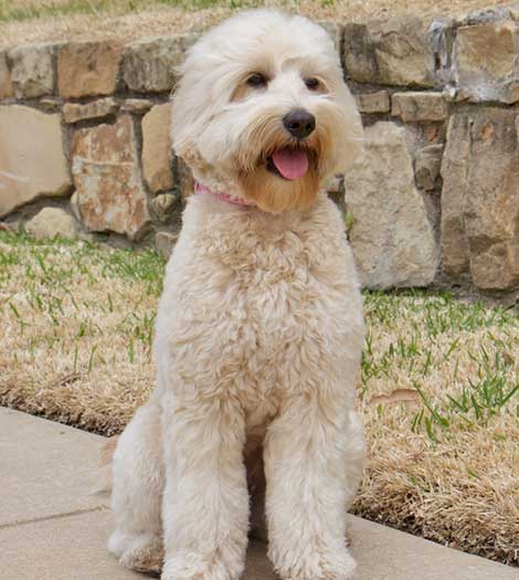 LEGENDARY LABRADOODLES-Birdie-Female Labradoodle