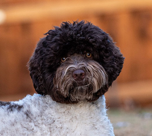 LEGENDARY LABRADOODLES-Bo Jangles-Male Labradoodle