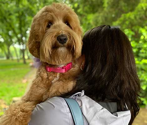LEGENDARY LABRADOODLES-Roll Me Over in the Clover-Female Australian ...