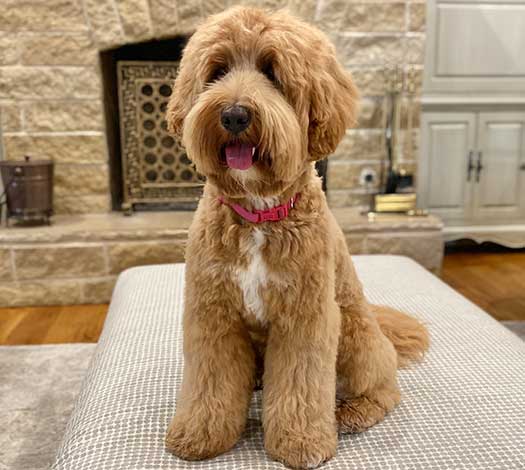 LEGENDARY LABRADOODLES-Roll Me Over in the Clover-Female Australian ...