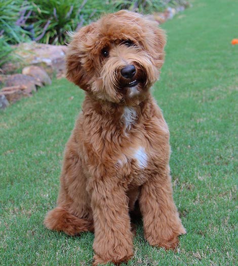 LEGENDARY LABRADOODLES-Finn-Male Labradoodle