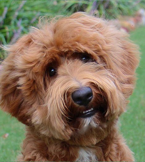 LEGENDARY LABRADOODLES-Finn-Male Labradoodle