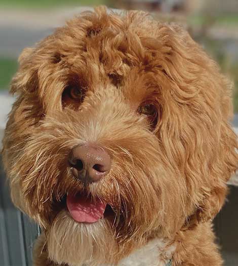 LEGENDARY LABRADOODLES-Flirt-Male Labradoodle