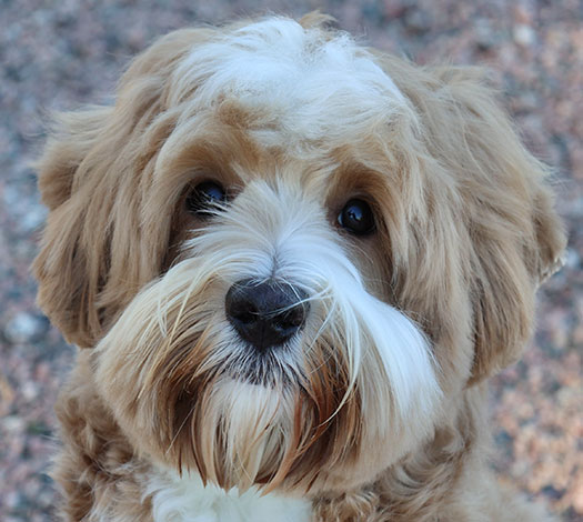 LEGENDARY LABRADOODLES-Oliver-Male Labradoodle