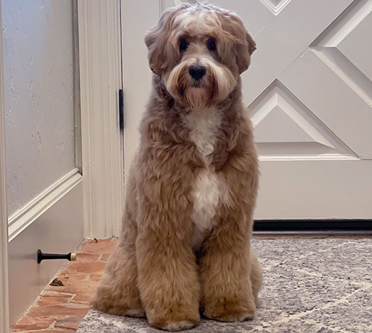 LEGENDARY LABRADOODLES-Oliver-Male Labradoodle