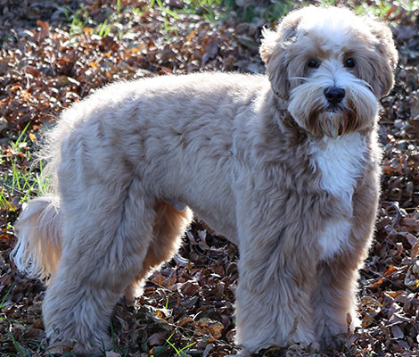 LEGENDARY LABRADOODLES-Oliver-Male Labradoodle