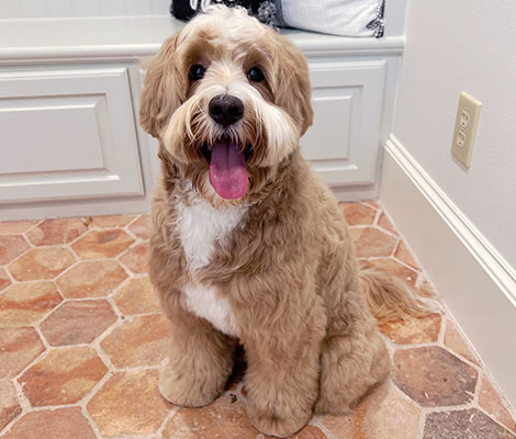 LEGENDARY LABRADOODLES-Oliver-Male Labradoodle