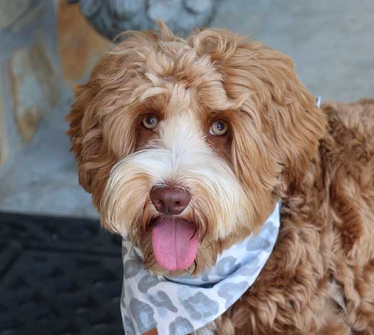 LEGENDARY LABRADOODLES-River-Male Labradoodle