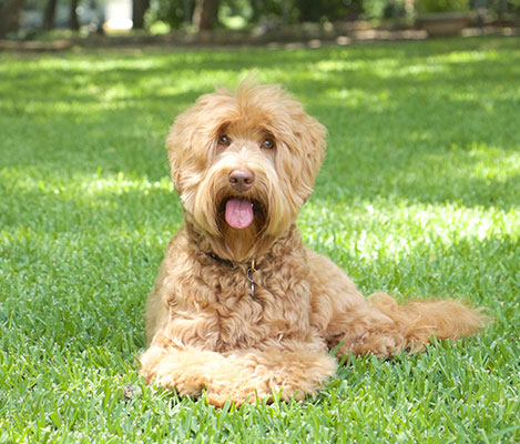 LEGENDARY LABRADOODLES-Sophie-Female Labradoodle
