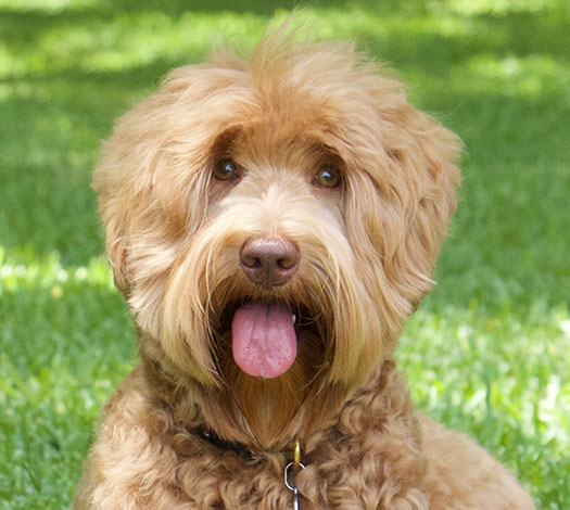 LEGENDARY LABRADOODLES-Sophie-Female Labradoodle