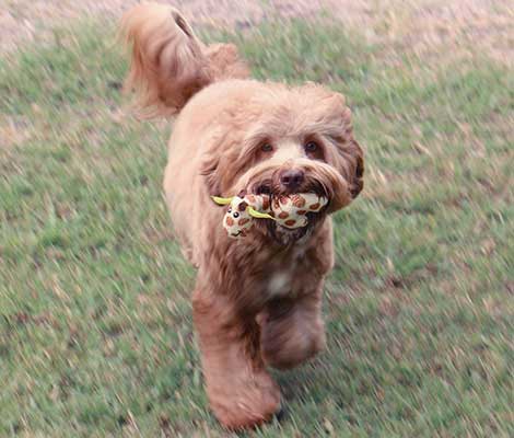 LEGENDARY LABRADOODLES-What About Waffles-Female Australian Labradoodle
