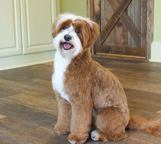 LEGENDARY LABRADOODLES-Willow-Female Labradoodle