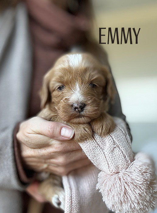 Aspen and River's Australian Labradoodle Litter-2024
